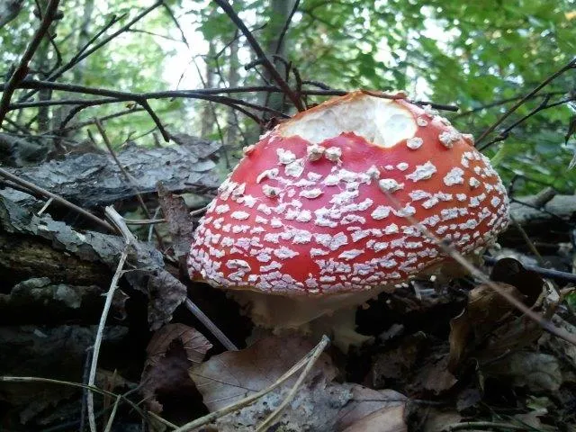 JavaScript Entwicklungsumgebung für Windows Entwickler — Helmbergers