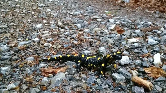 Ionic — Helmbergers