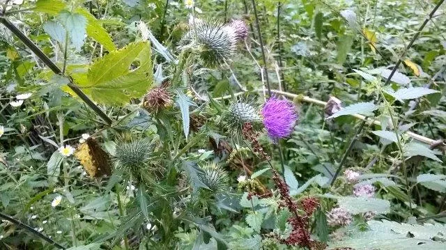 Ionic und Visual Studio — Helmbergers