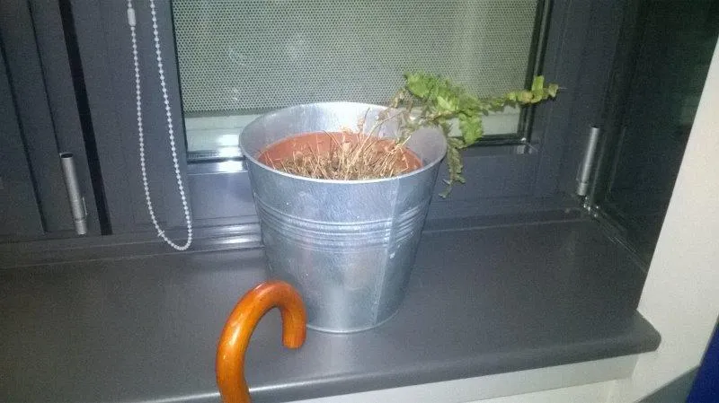 TypeScript - Node.js - Start Template - Update — Helmbergers